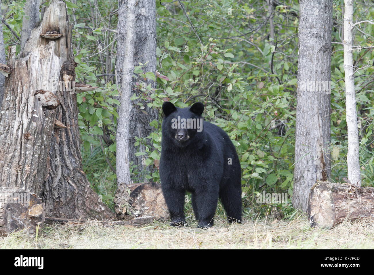 All black bear standing in the woods Stock Photo - Alamy
