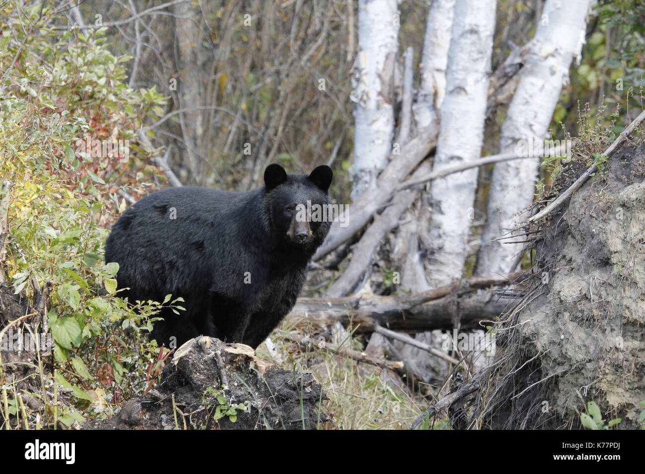Wild black bear and birch trees hi-res stock photography and images - Alamy