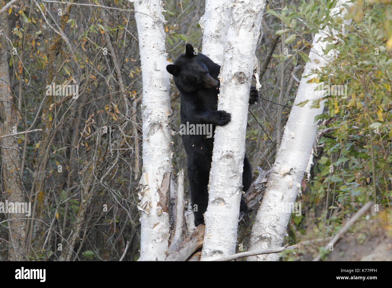 Black bear standing and chewing on birch bark trees Stock Photo - Alamy