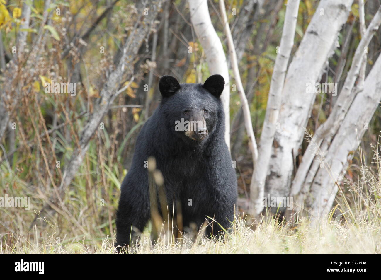 Black bear beside birch bark trees Stock Photo - Alamy