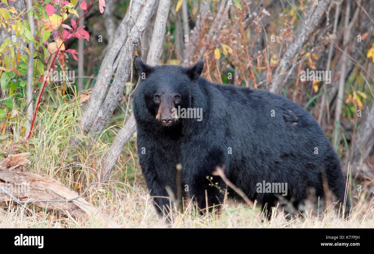 Black Bear Ears Costume