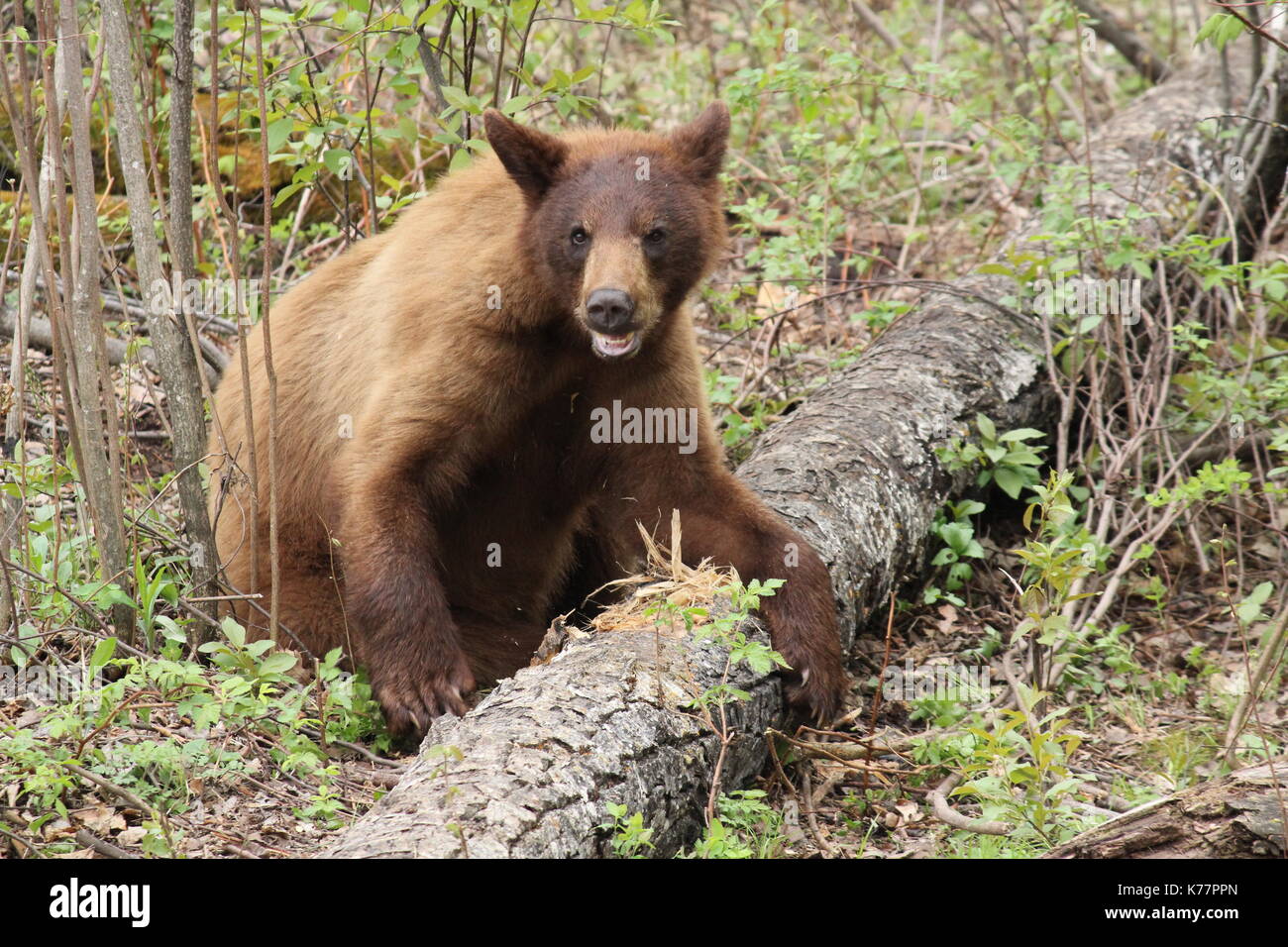 Brown bear sitting by a log Stock Photo - Alamy