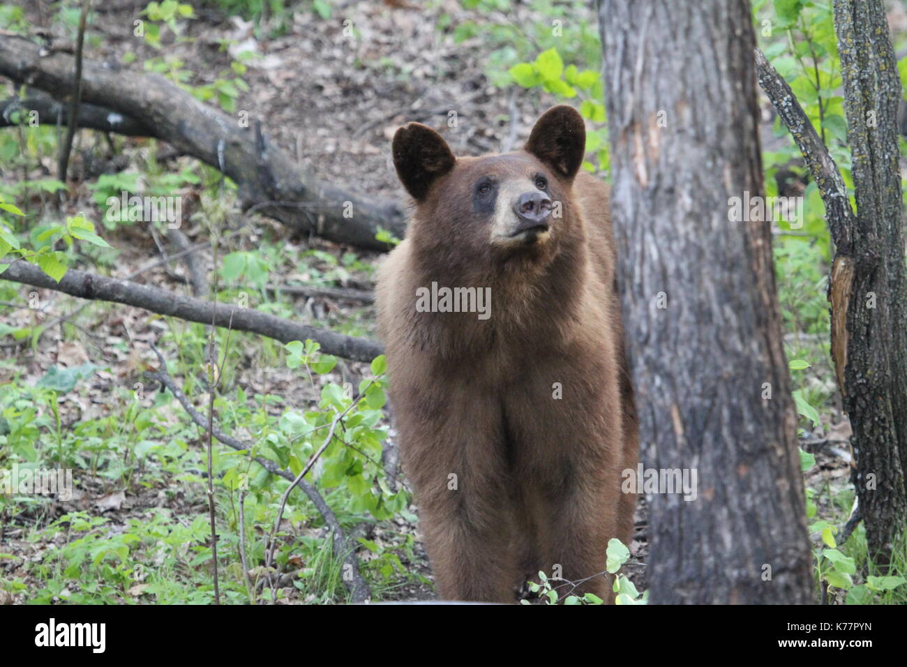 Brown bear standing by a tree Stock Photo - Alamy