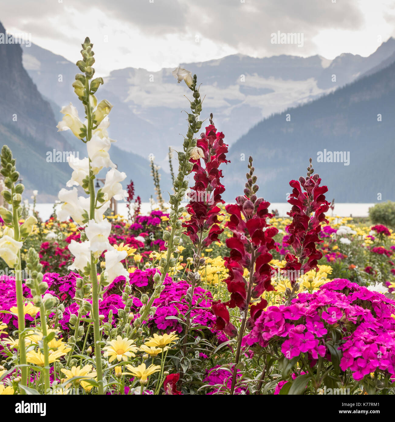 Brightly colored flowers with Lake Louise and Victoria Glacier in ...