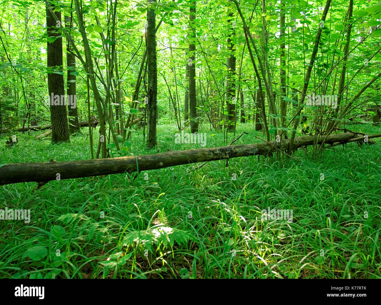 Aerial view beauty summer forest hi-res stock photography and images ...