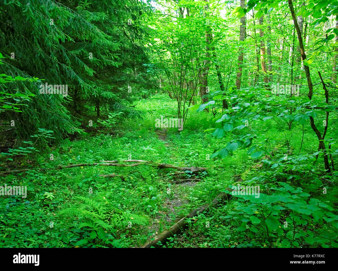 a cool summer morning in the Russian forest, Tula oblast Stock Photo ...