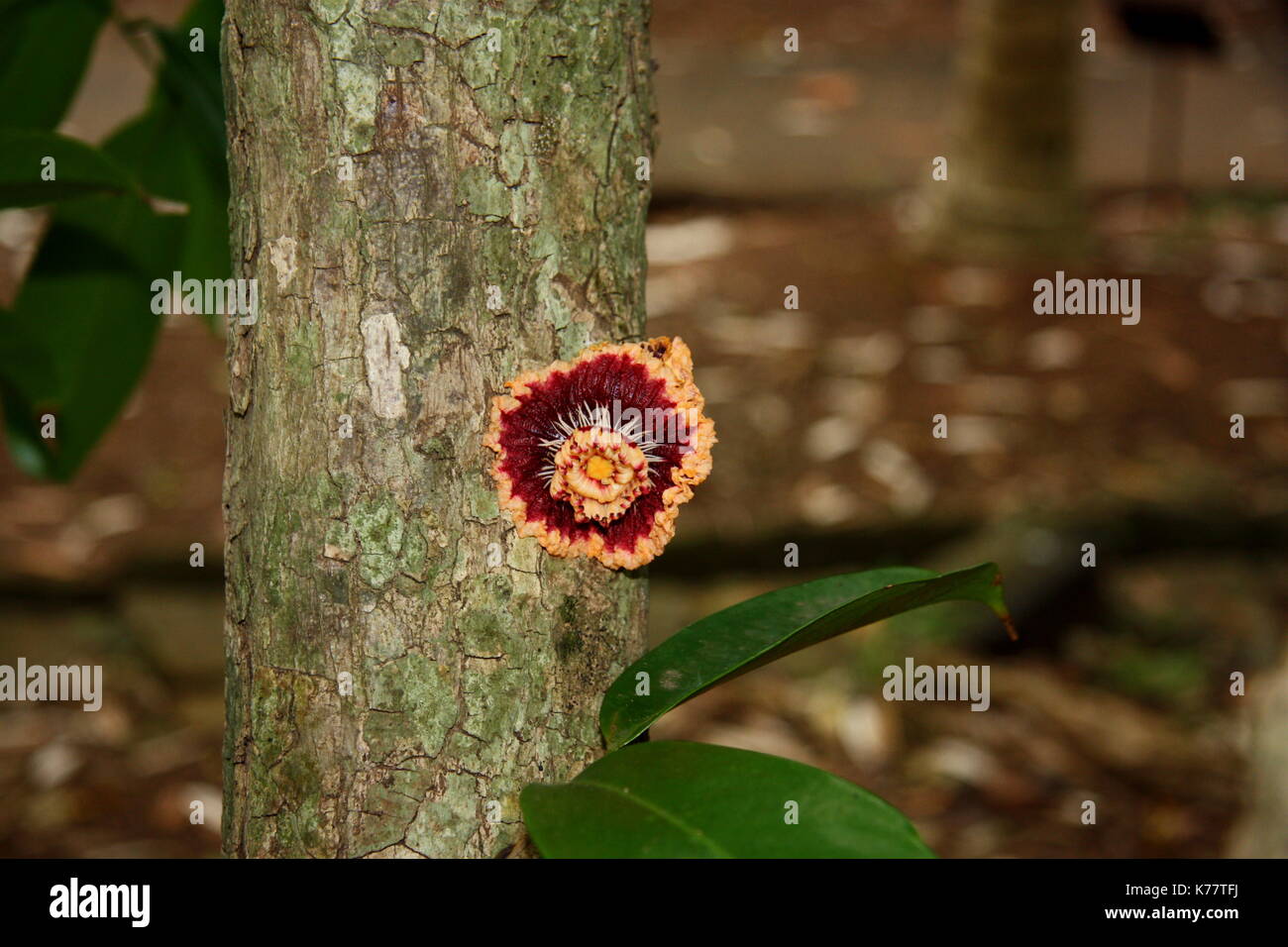 Napoleonaea imperialis is a small, evergreen tropical tree in the ...