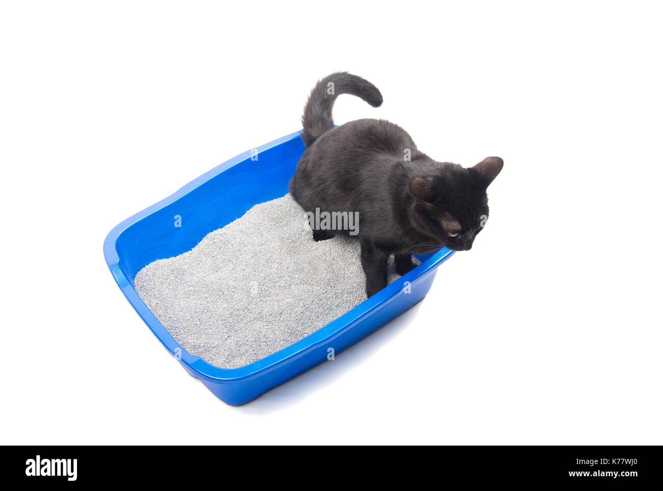 Black cat urinating in a blue litter box, on white background Stock ...