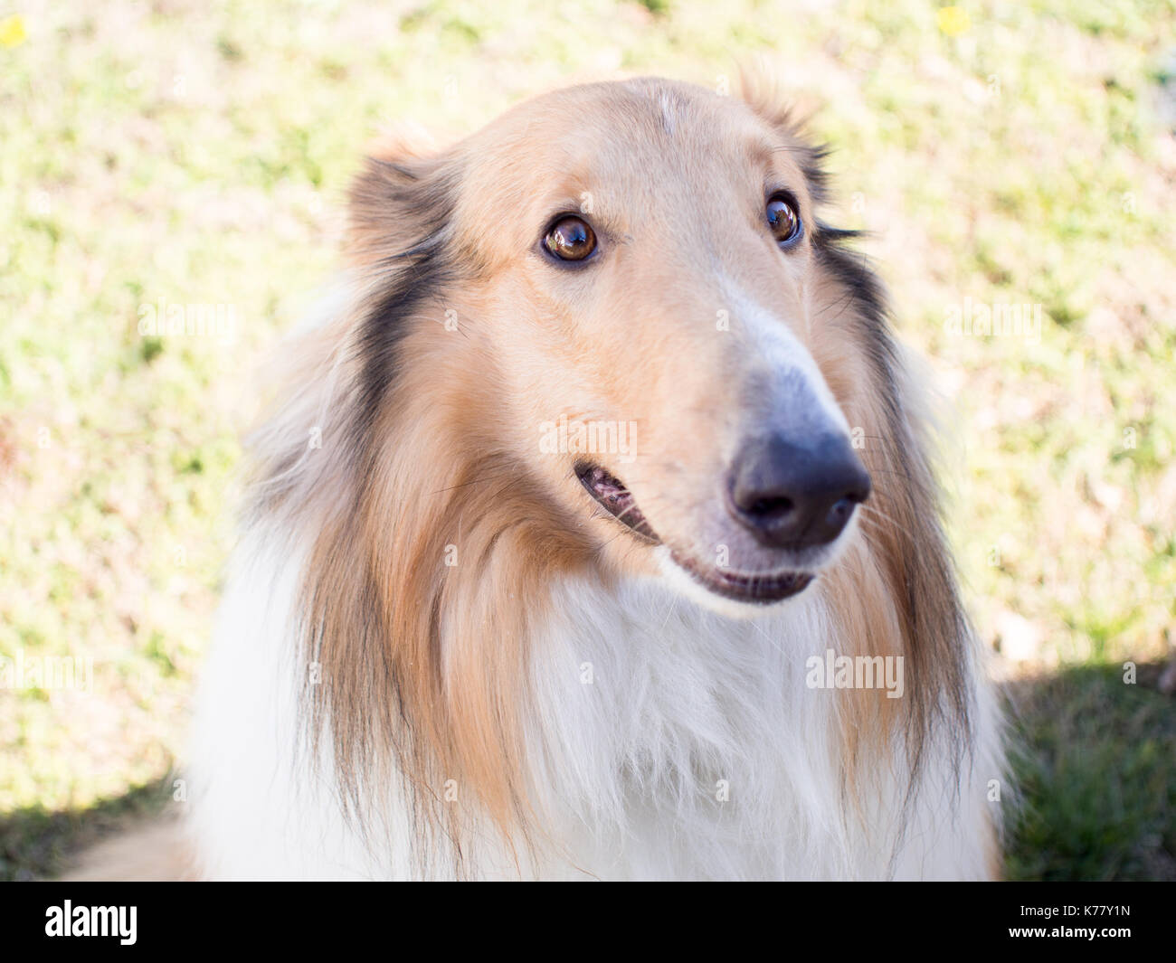 Lassie dog hi-res stock photography and images - Alamy