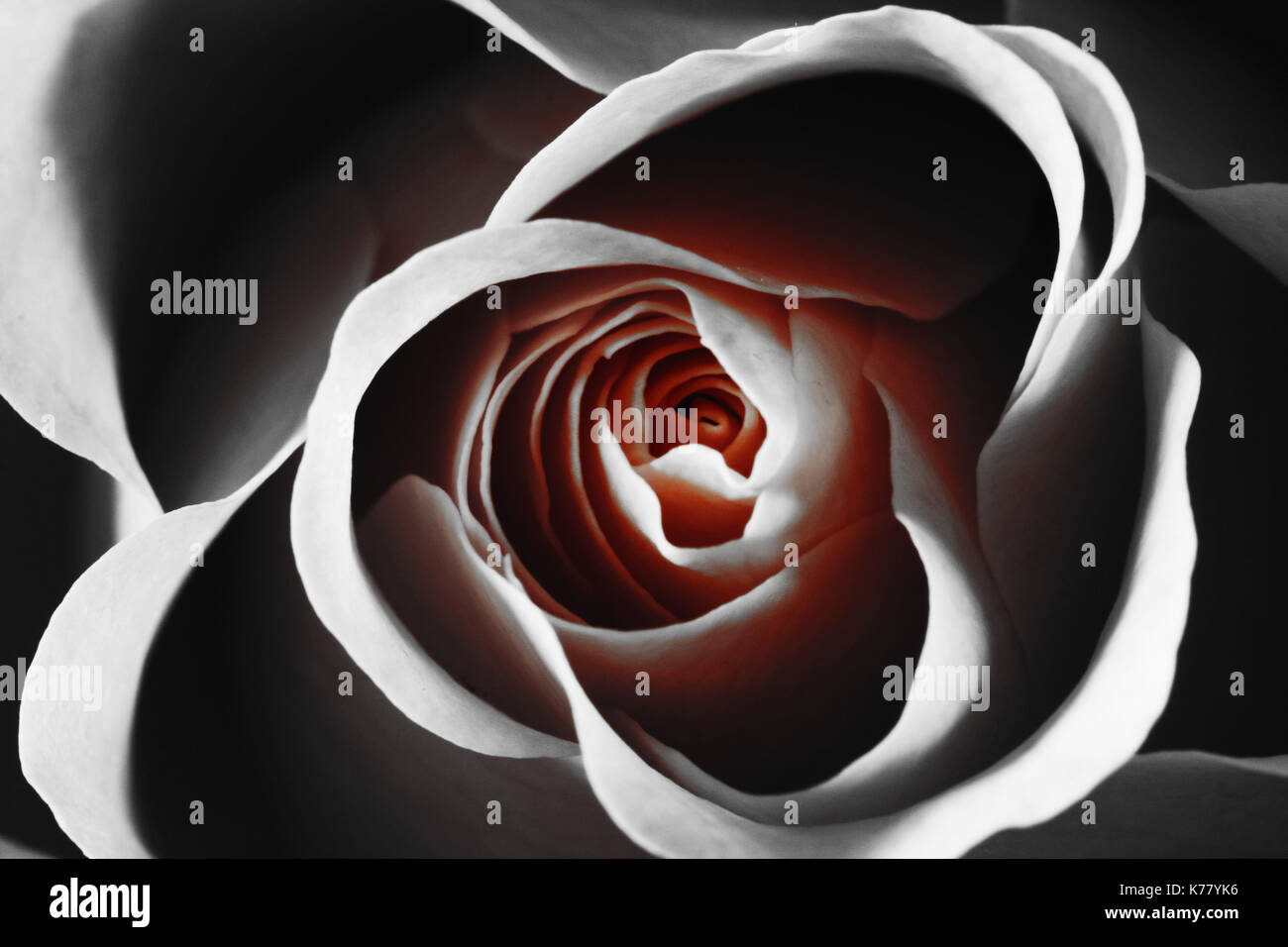 Gothic rose hi-res stock photography and images - Alamy