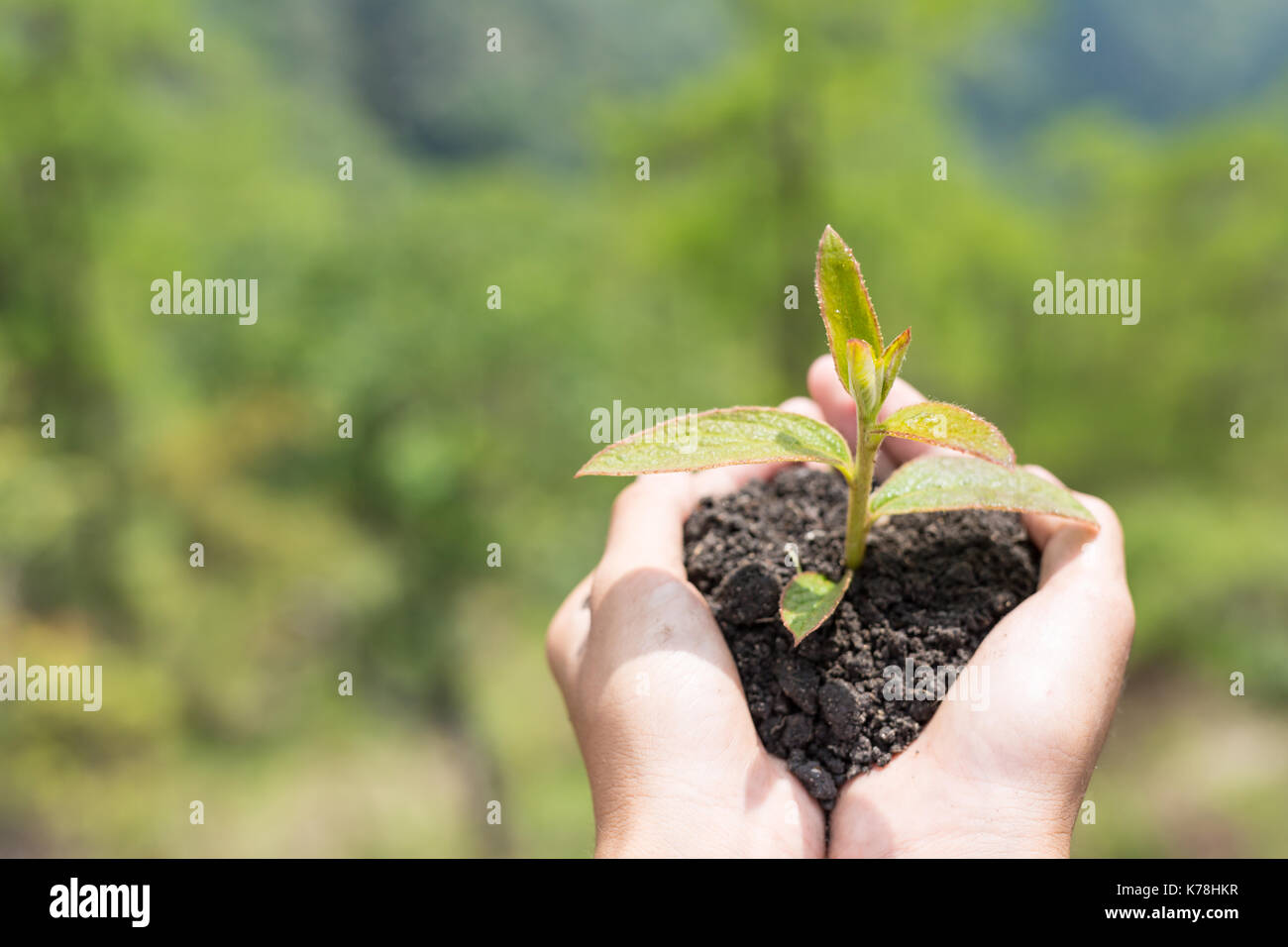 Hands planting tree hi-res stock photography and images - Alamy