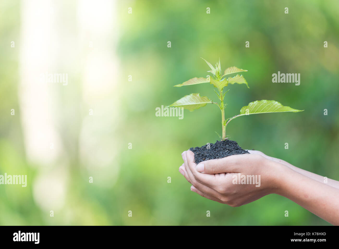 plant a tree.Symbol of spring and ecology concept Stock Photo - Alamy