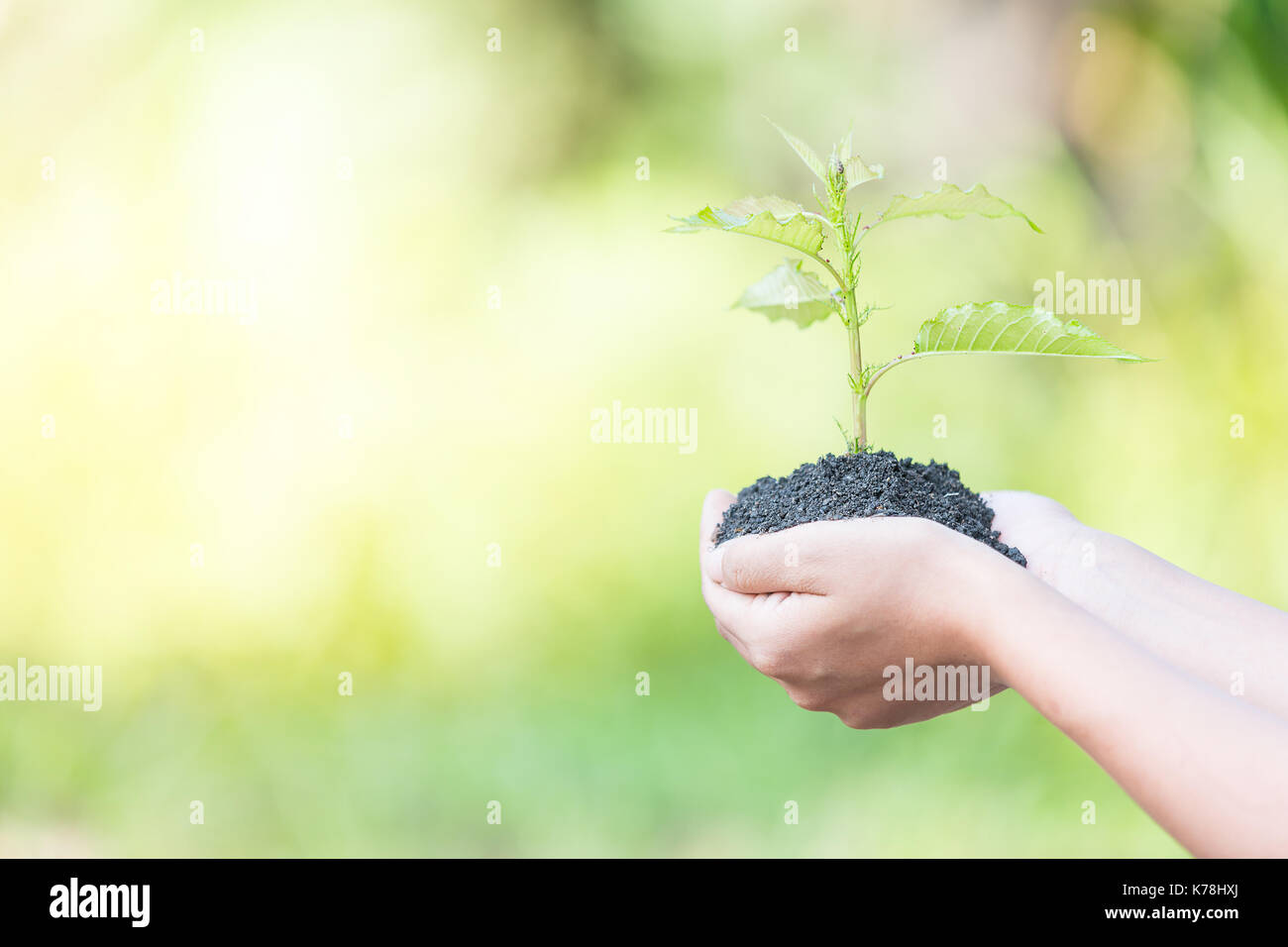 plant a tree.Symbol of spring and ecology concept Stock Photo - Alamy