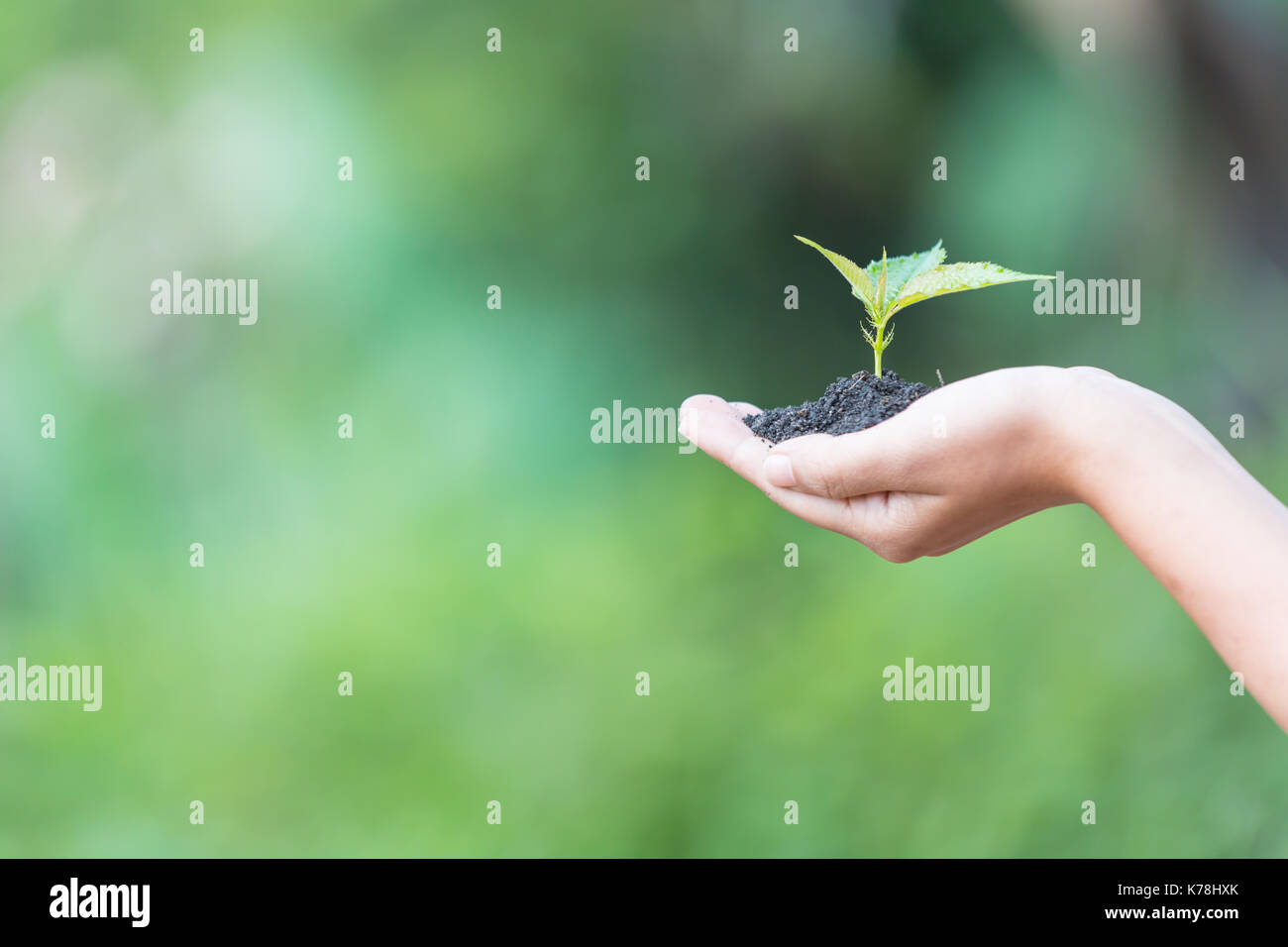 plant a tree.Symbol of spring and ecology concept Stock Photo - Alamy