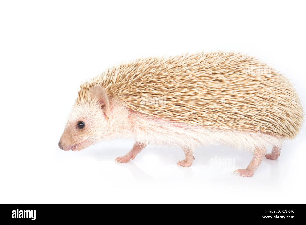 Porcupine africa hi-res stock photography and images - Alamy