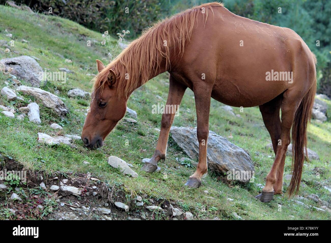 Ponny High Resolution Stock Photography and Images - Alamy