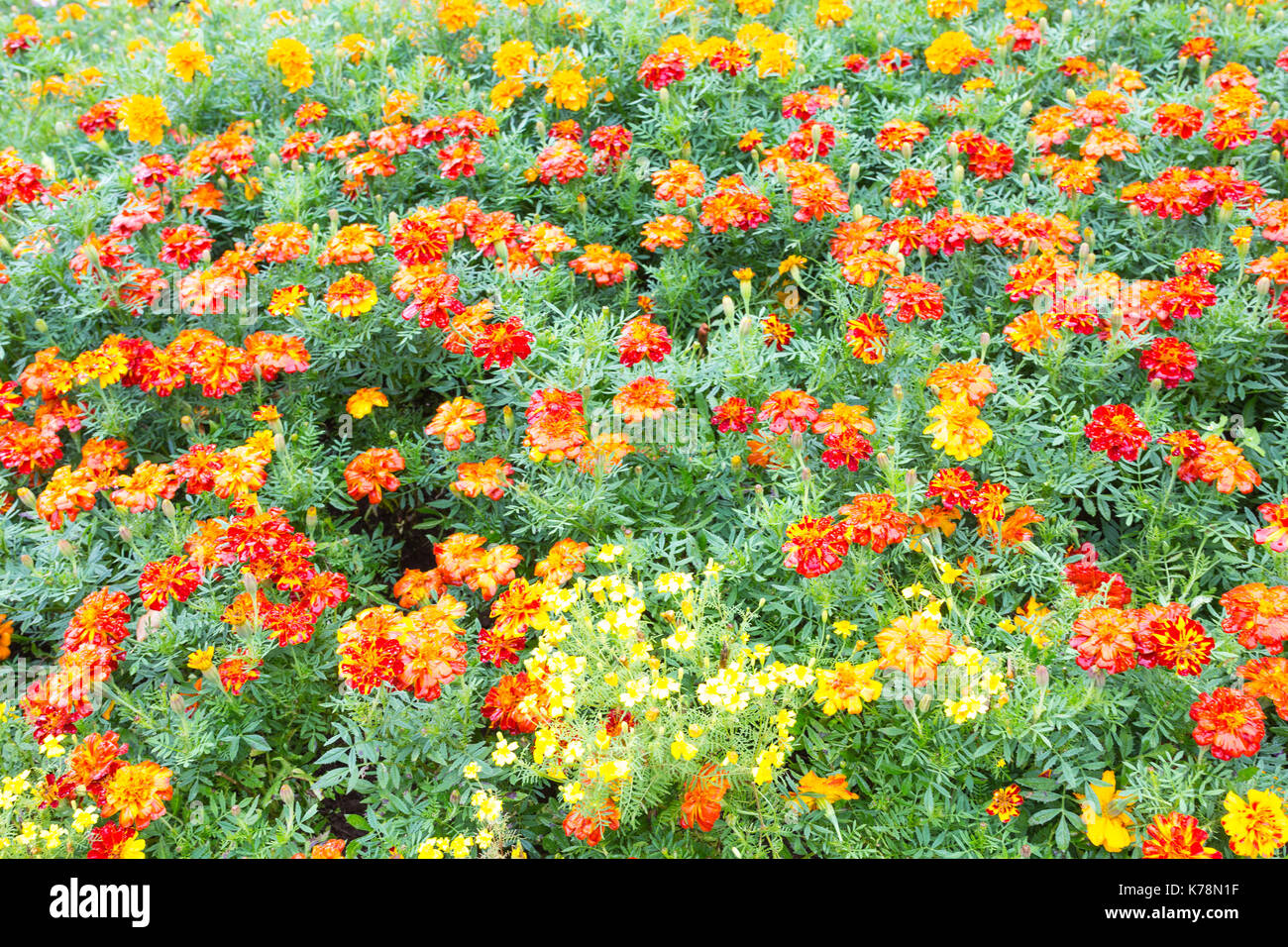 Marigolds (Tagetes erecta, Mexican marigold, Aztec marigold, African ...
