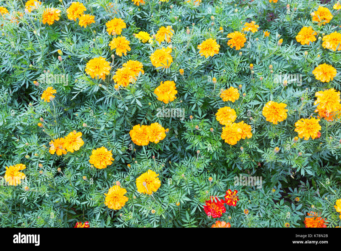 Marigolds (Tagetes erecta, Mexican marigold, Aztec marigold, African ...