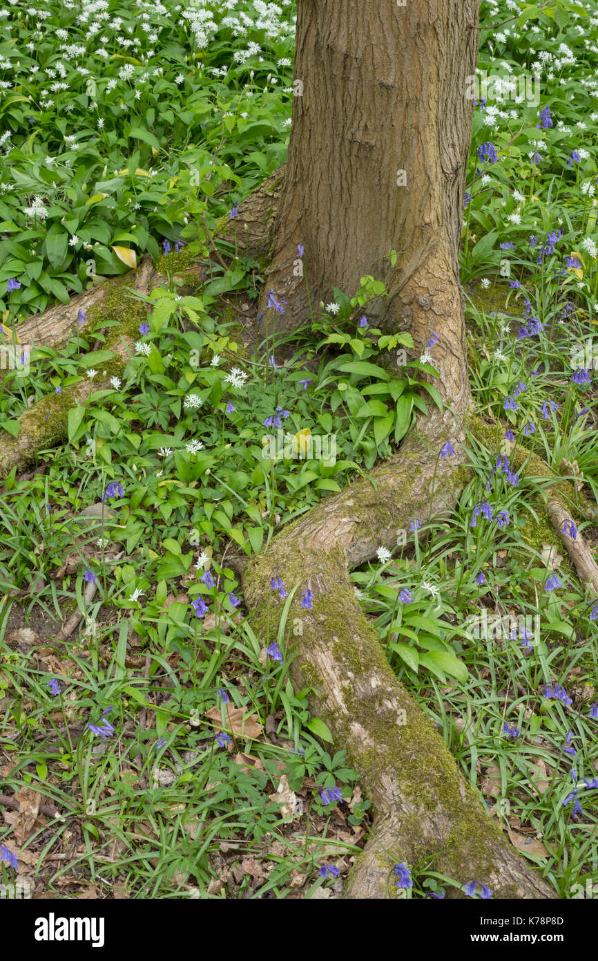 Common Bluebell (Hyacinthoides non-scripta), Ramsons (Allium ursinum ...