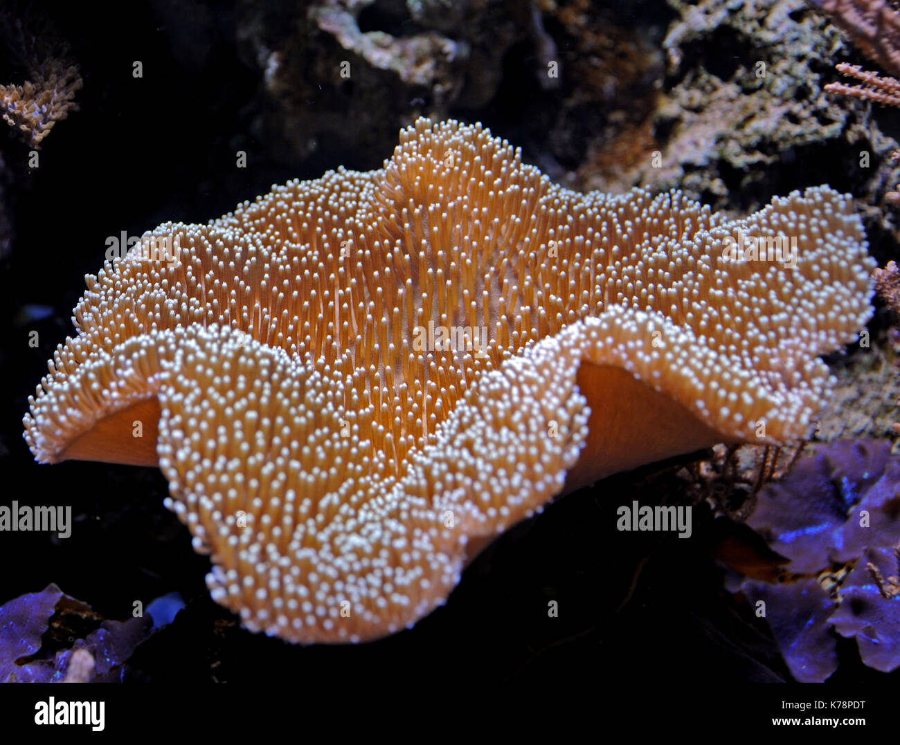 Invertebrate coral polyps hi-res stock photography and images - Alamy