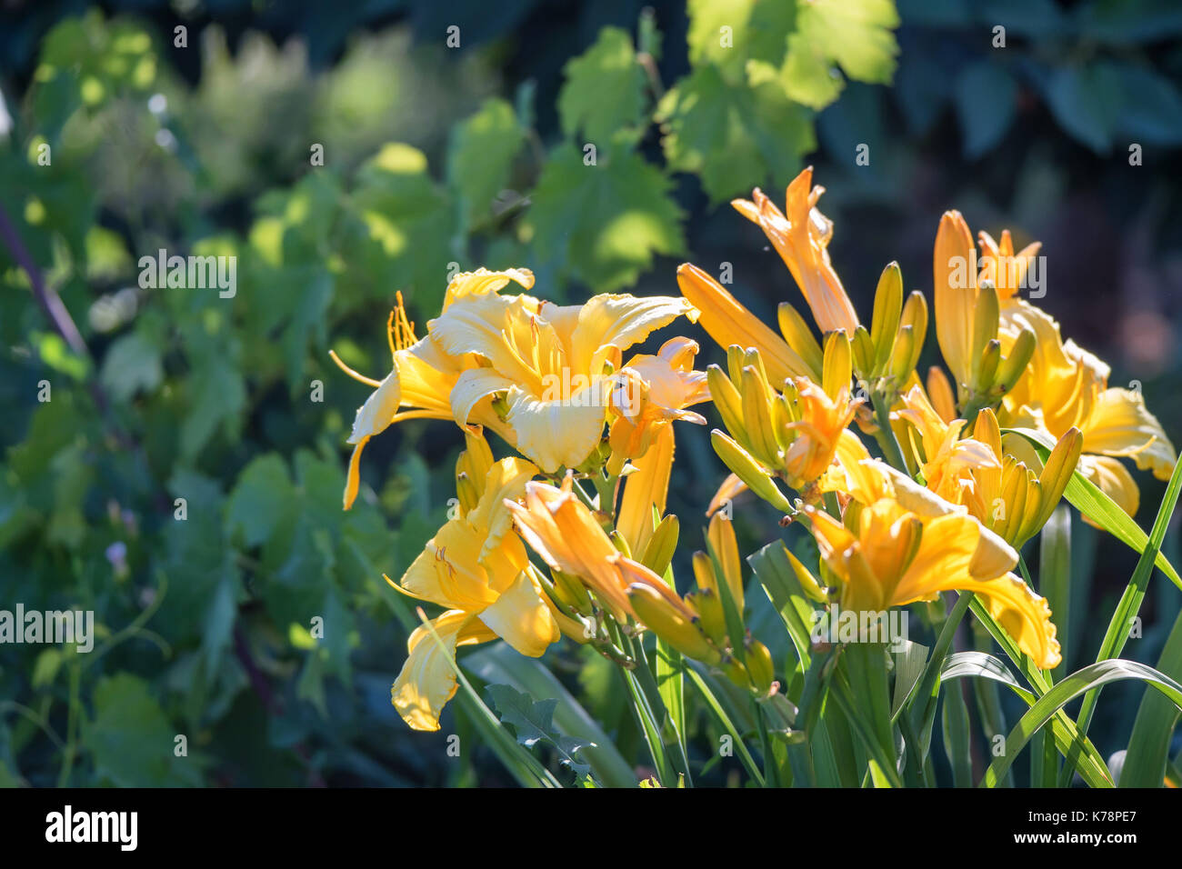 Botanicalgardern hi-res stock photography and images - Alamy