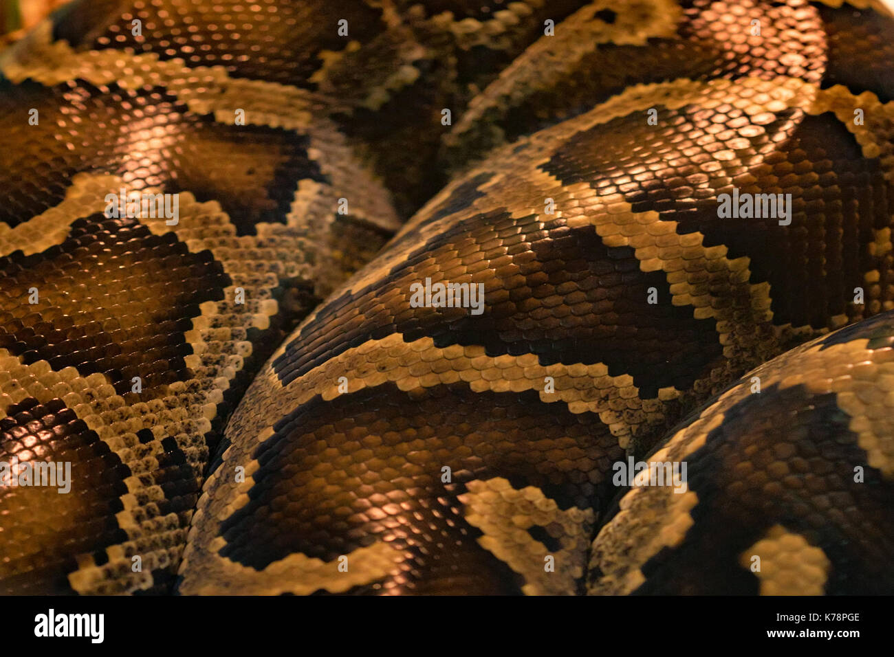 Snake skin pattern hi-res stock photography and images - Alamy