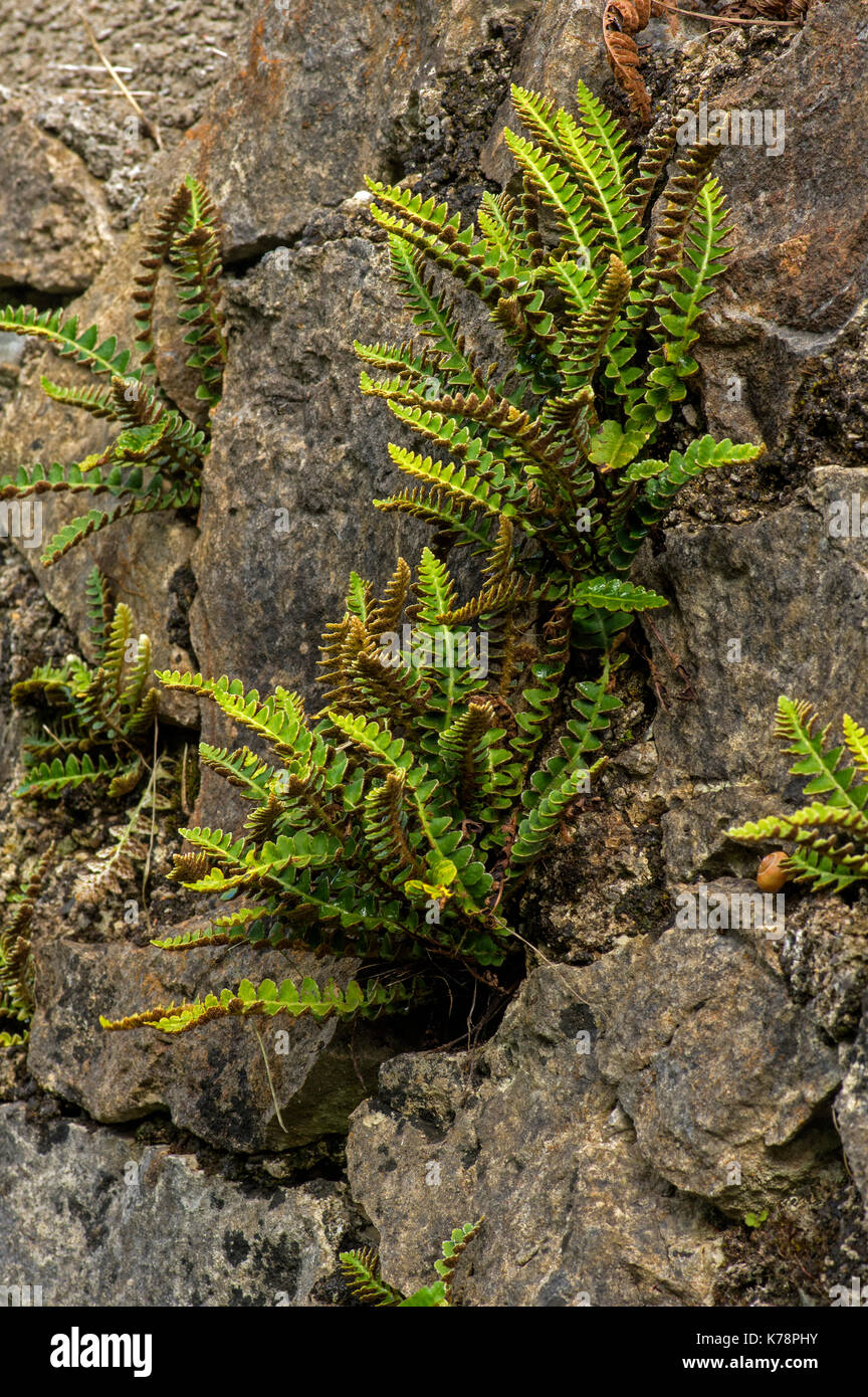 Rustyback fern asplenium ceterach hi-res stock photography and images ...
