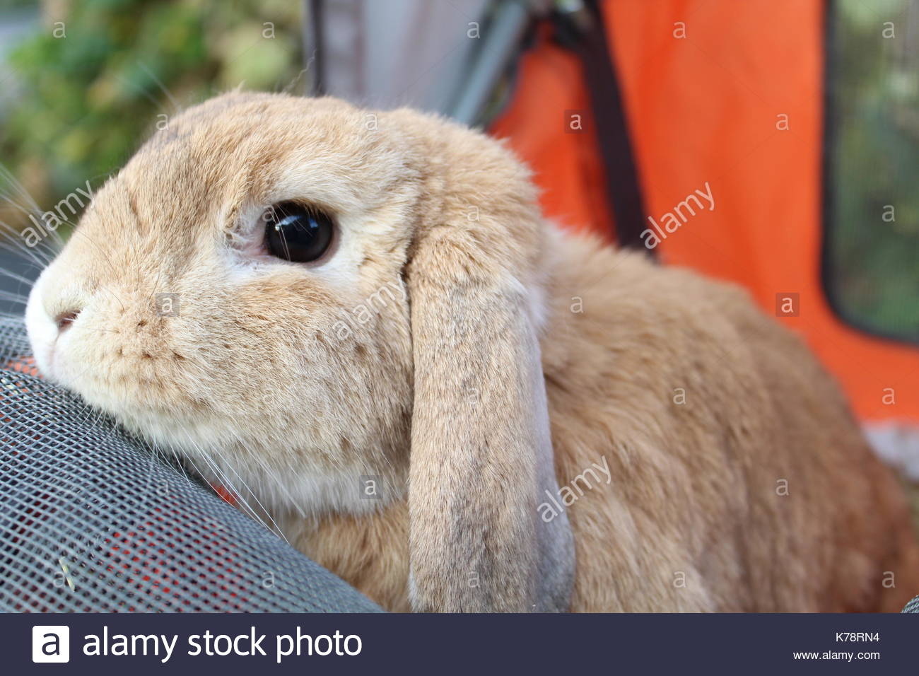 Lop Ear Bunny Stock Photos & Lop Ear Bunny Stock Images - Alamy