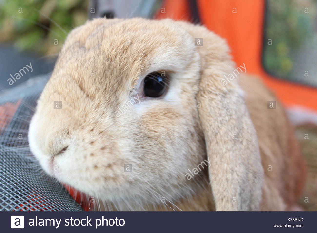 Floppy Eared Rabbit High Resolution Stock Photography and Images - Alamy