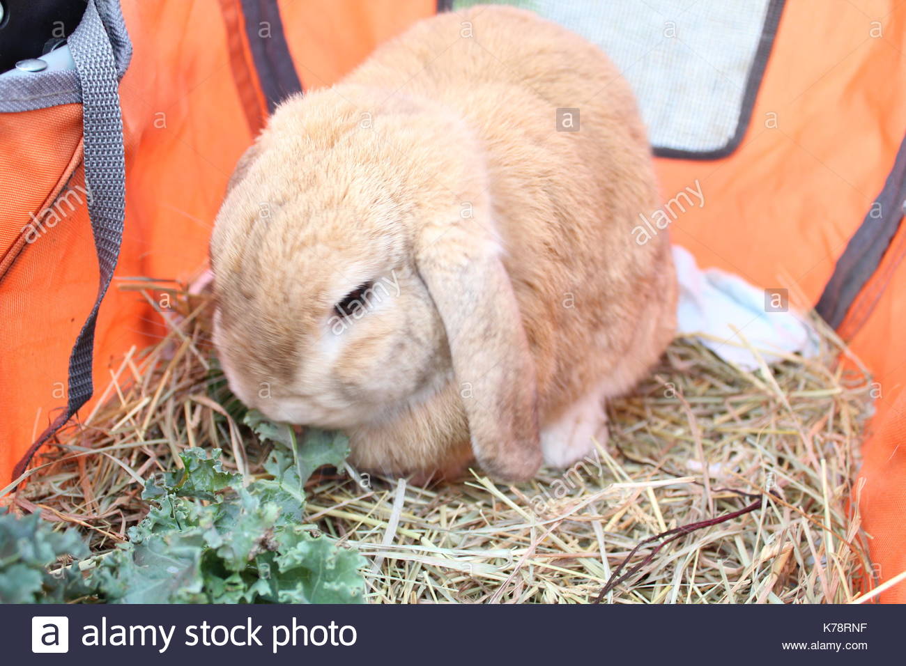 Adult Baby Rabbits High Resolution Stock Photography and Images - Alamy