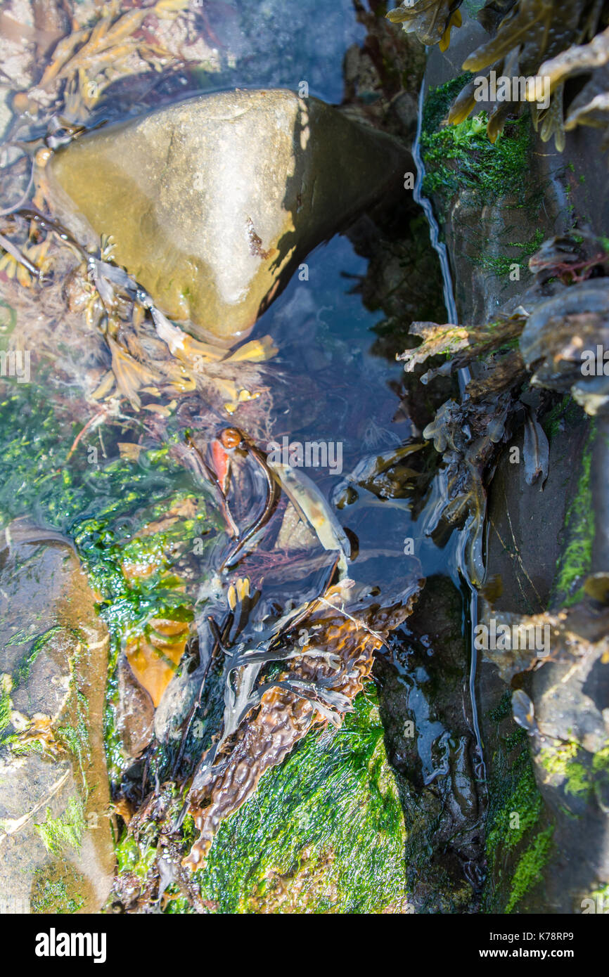 Girvan beach hi-res stock photography and images - Alamy