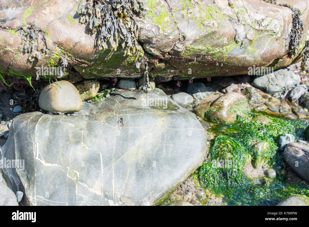Rock pool on beach at Lendalfoot Girvan Scotland Stock Photo - Alamy