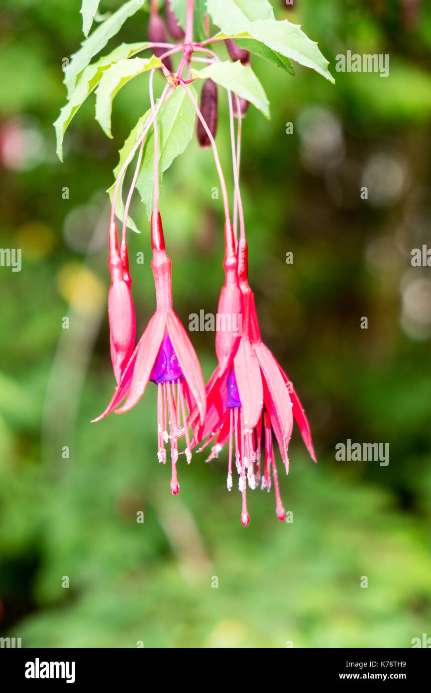 Fuchsias leaves hi-res stock photography and images - Alamy