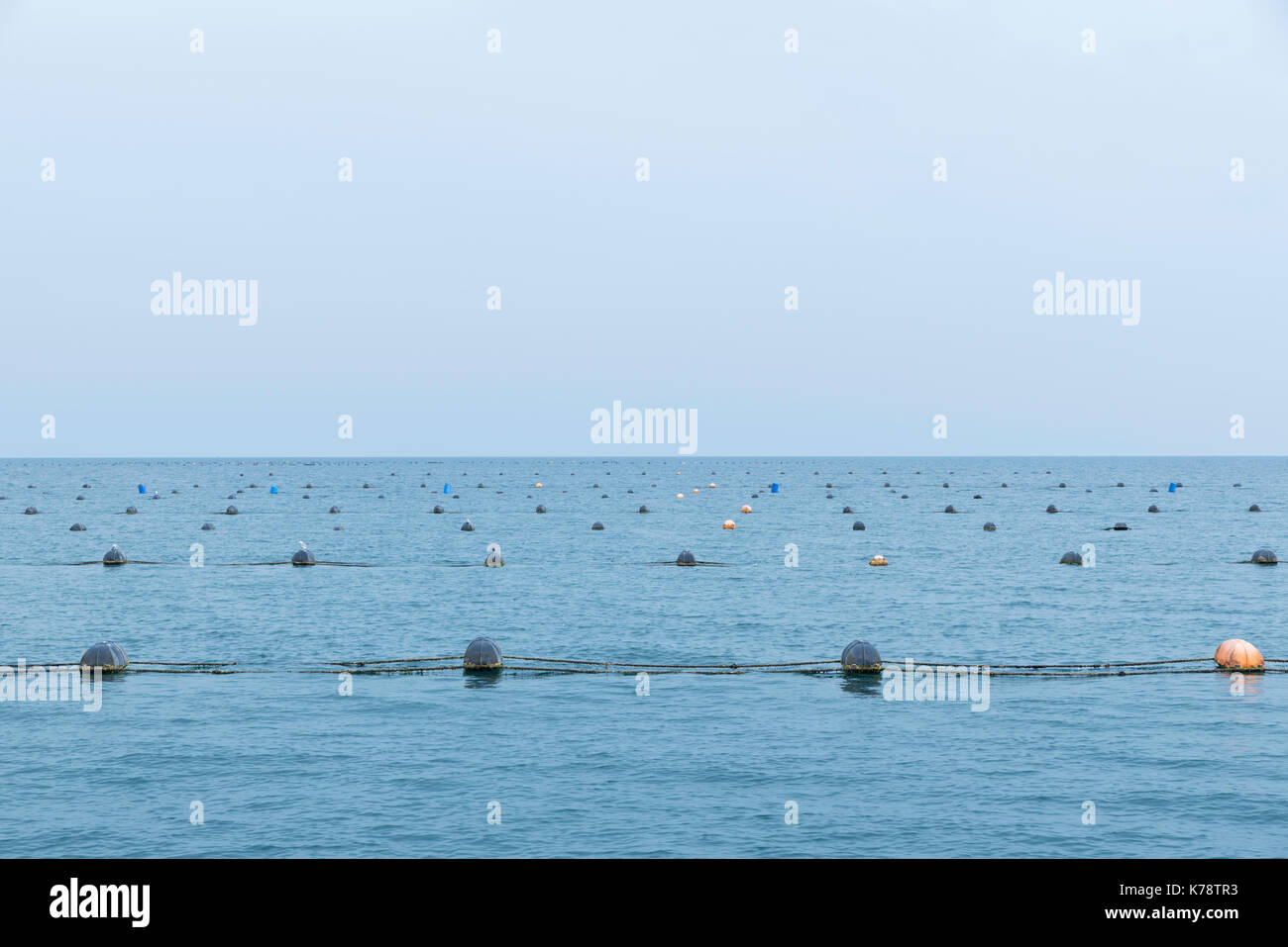 Sea Farm Mussel Buoys Gulls Stock Photo - Alamy