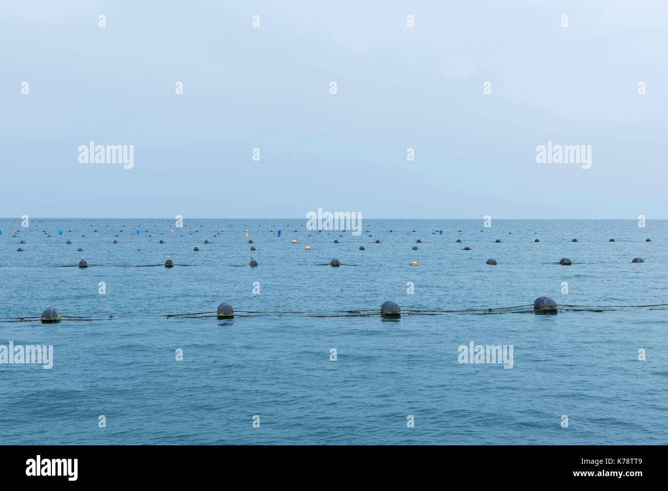 Buoys Mussels Farm Sea Food Stock Photo - Alamy