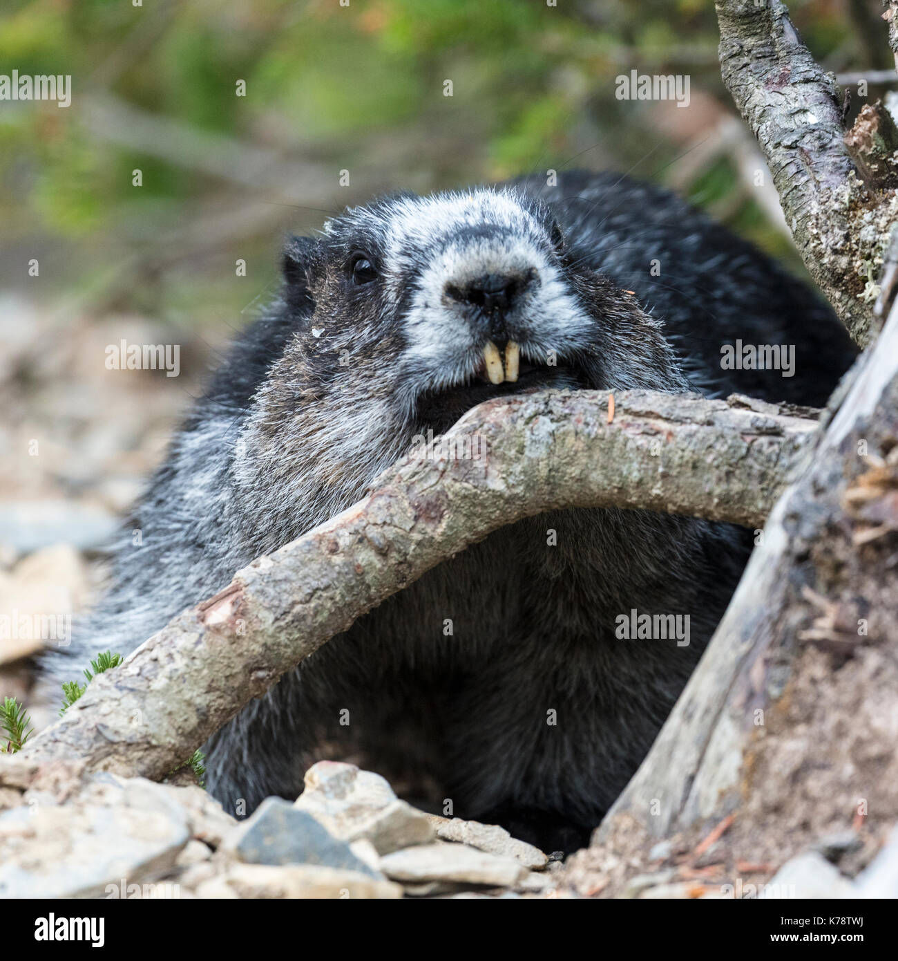 Marmot near the Mt Edith Cavell Trail, Jasper National Park, Alberta ...