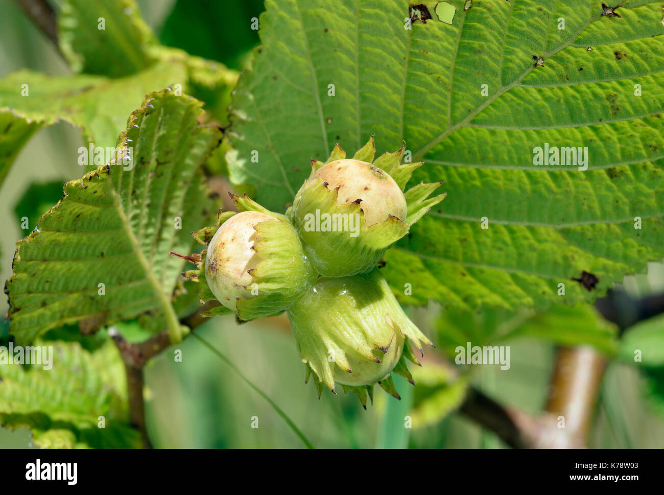 Hazel Tree Autumn High Resolution Stock Photography and Images - Alamy