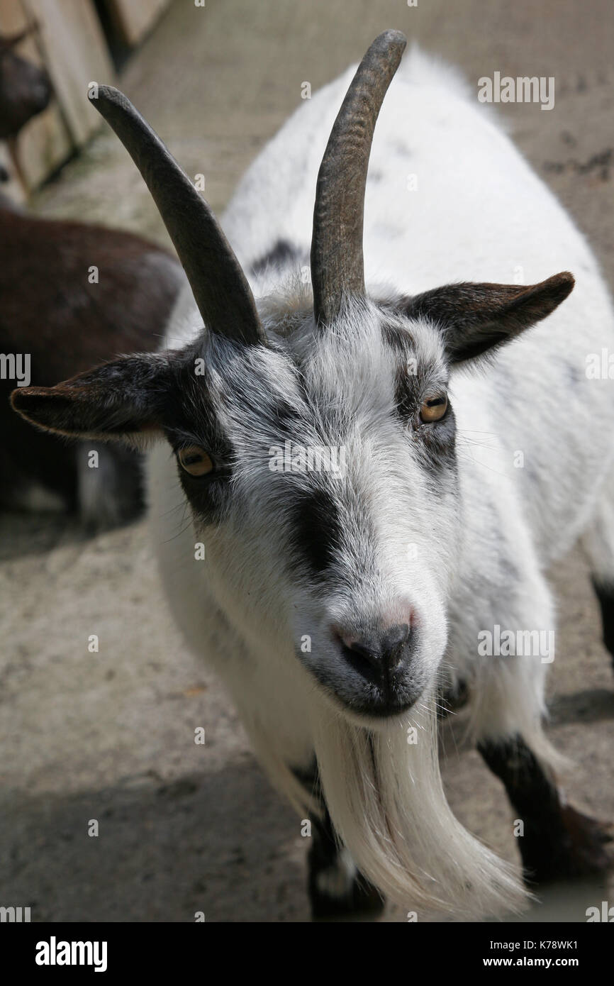 Domesticated goat posing for the camera Stock Photo - Alamy