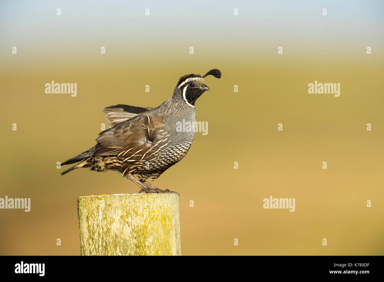 Caqu hi-res stock photography and images - Alamy