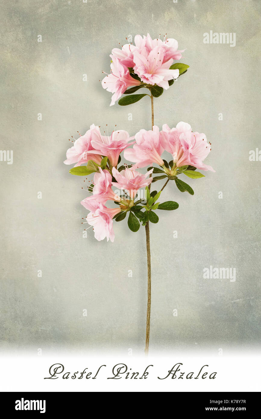 Bi color azalea blooms hi-res stock photography and images - Alamy
