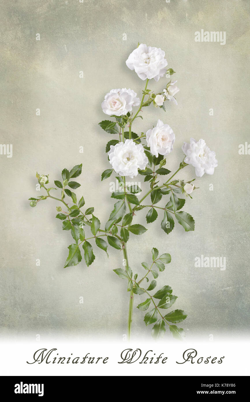 Cluster of single white rose flowers hi-res stock photography and ...