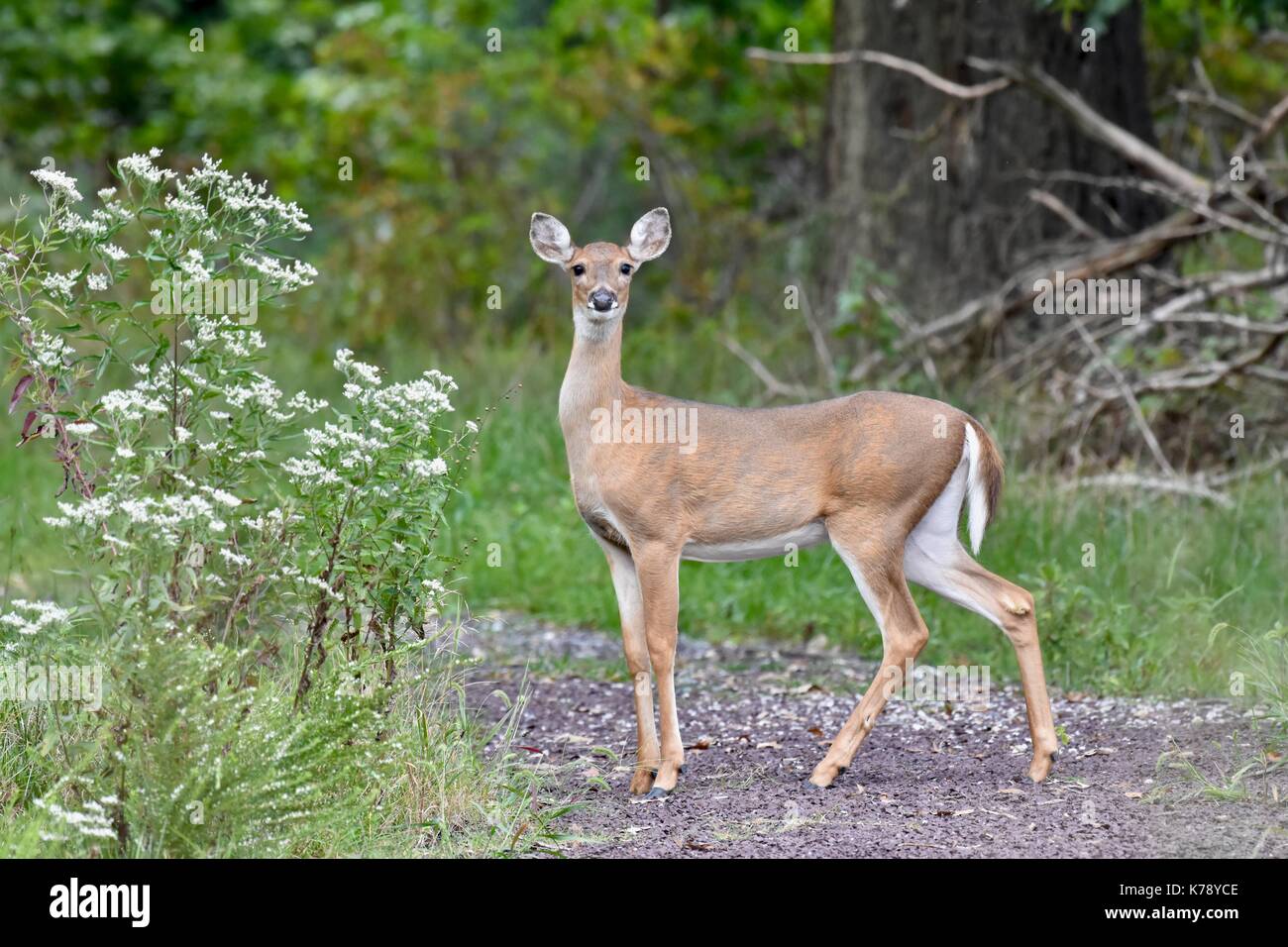 White-tailed deer (Odocoileus virginianus Stock Photo - Alamy