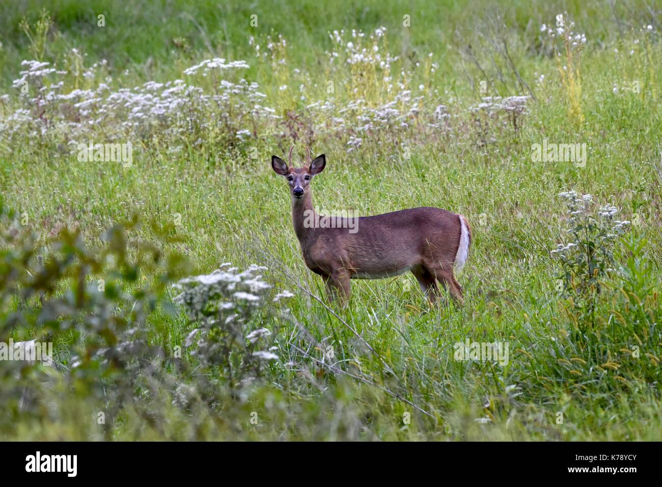White-tailed deer (Odocoileus virginianus) buck Stock Photo - Alamy