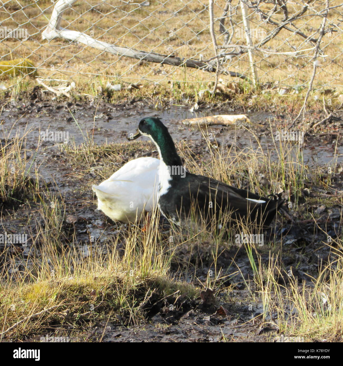 Two ducks in grass field hi-res stock photography and images - Alamy