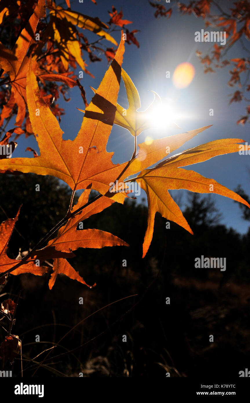 Mount wrightson santa rita mountains hi-res stock photography and ...