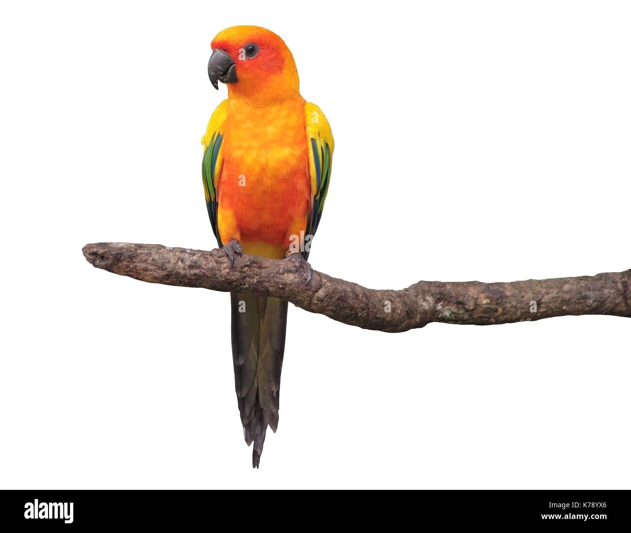 Orange Parrot Bird