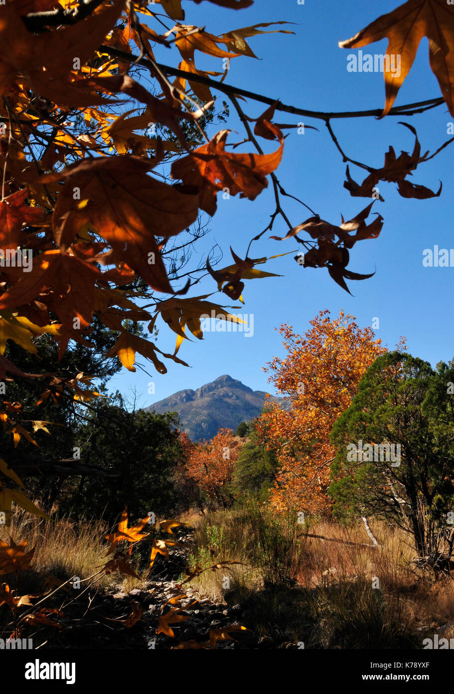 Gardner Canyon, Santa Rita Mountains, Coronado National Forest, Sonoita ...