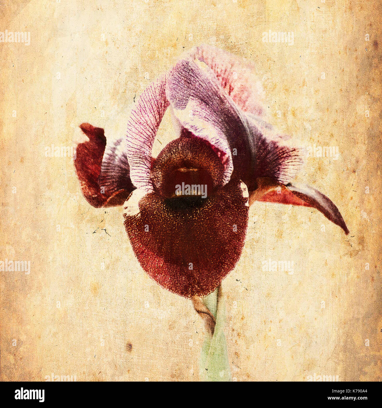 Digitally enhanced image of Iris petrana, (Petra Iris or Yeruham Iris ...
