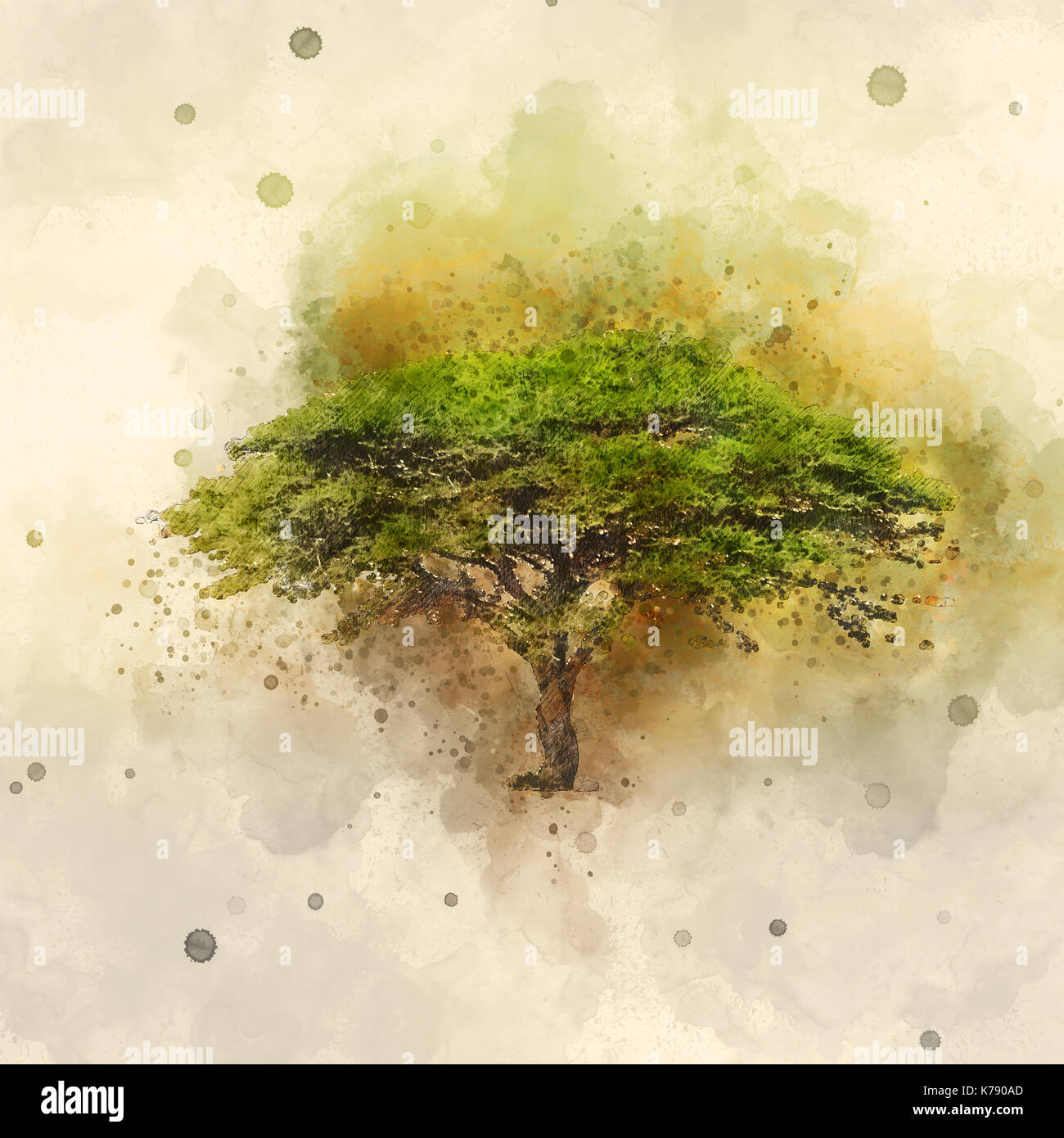 Shittah tree hi-res stock photography and images - Alamy