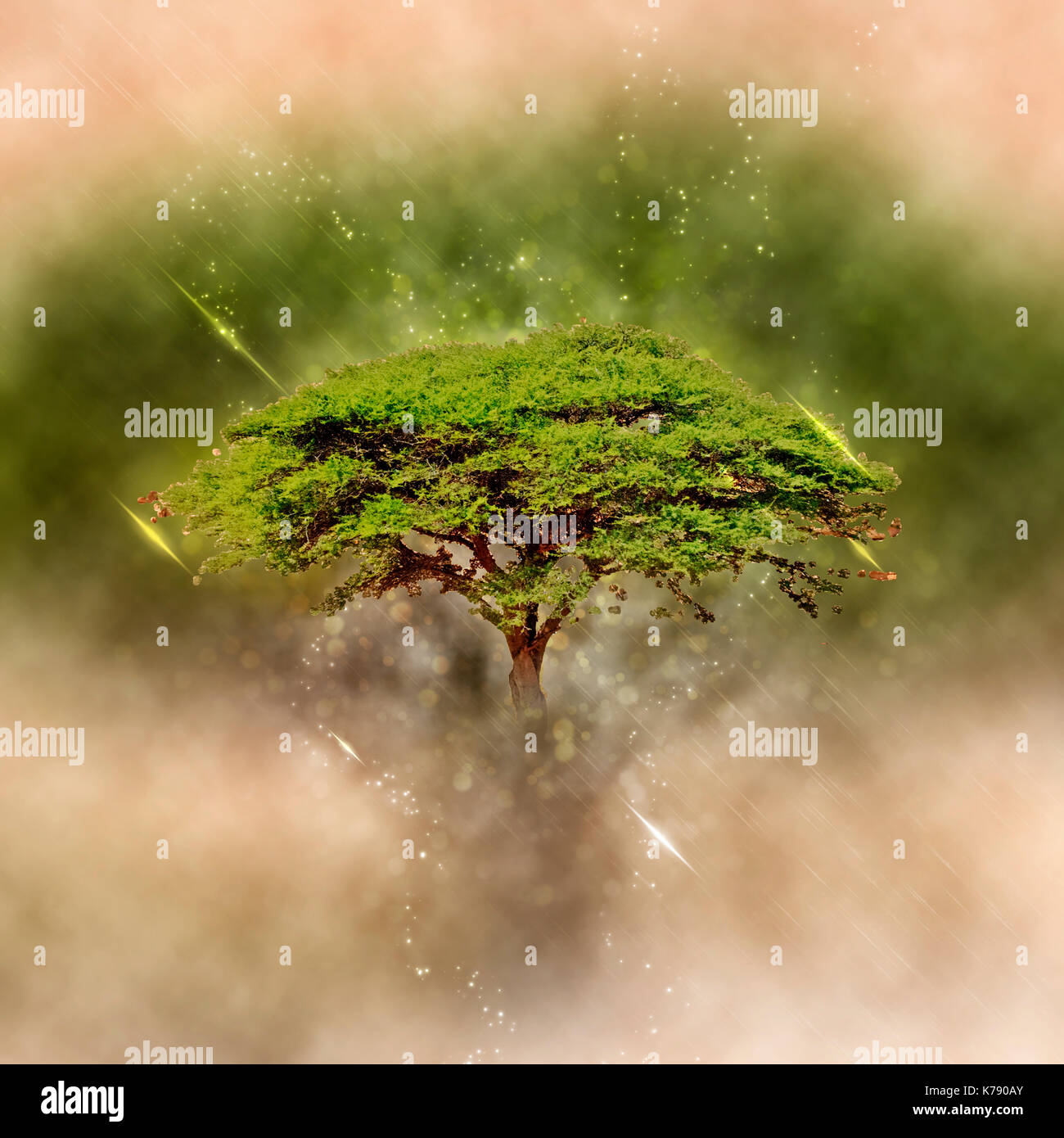 Digitally enhanced image of an Umbrella Thorn Acacia (Acacia tortilis ...